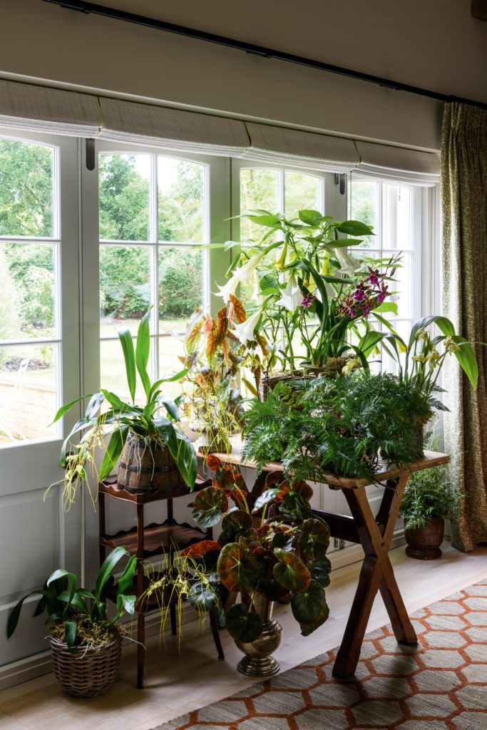 15 Morning Light Plant Positioning Ideas for Your Home - Plant Style Haven