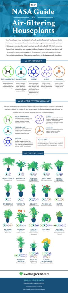 17 NASA-Approved Air-Purifying Plants for Your Home - Plant Style Haven