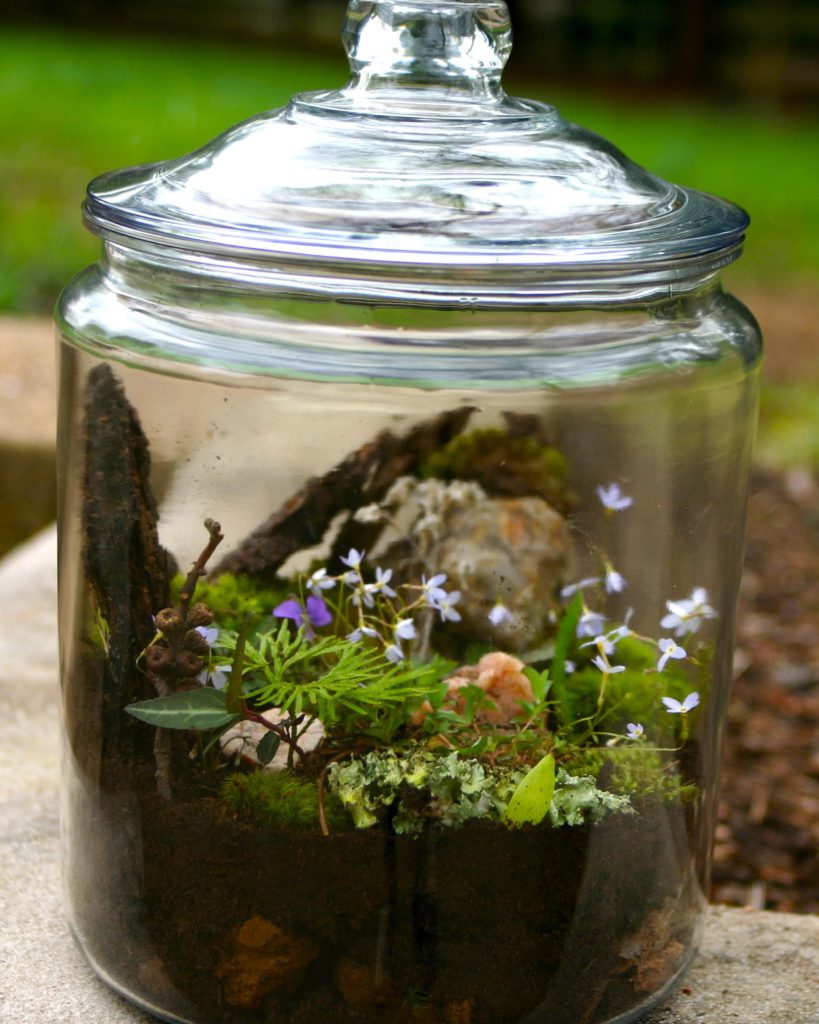 17 Stunning Living Shell Terrariums for Your Home - Plant Style Haven