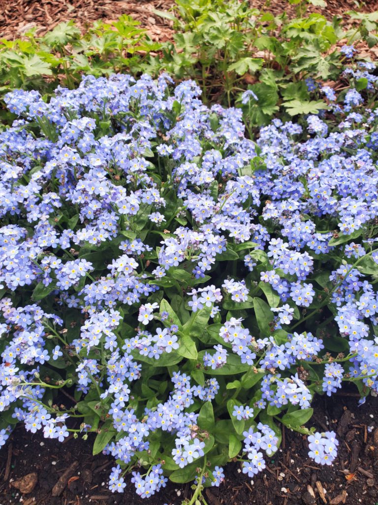19 Low-Maintenance Groundcovers for a Lush Garden - Plant Style Haven