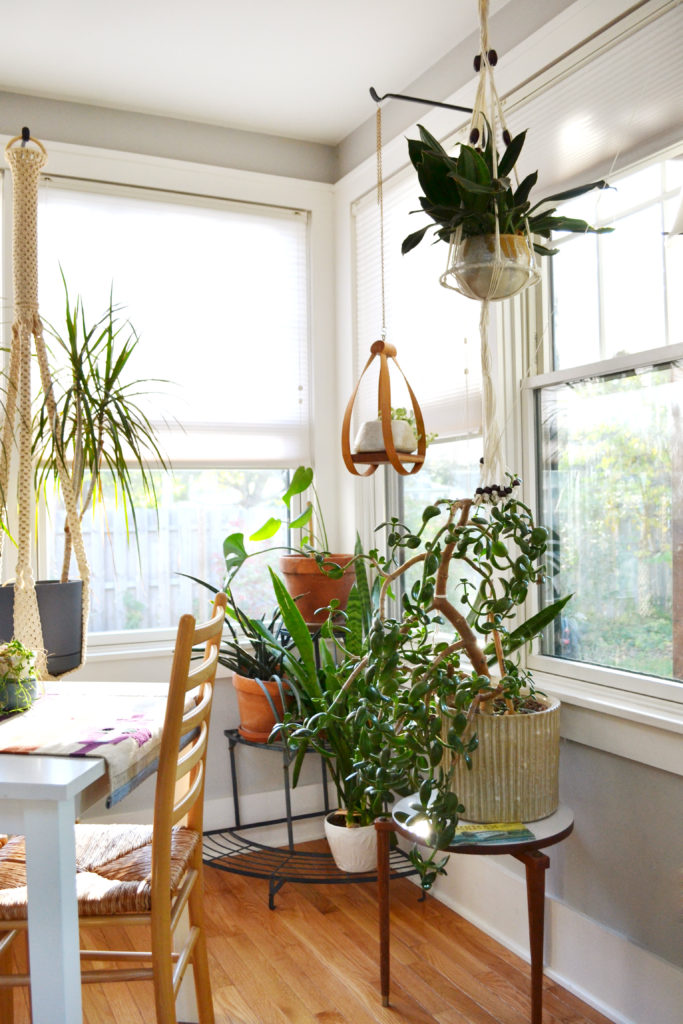 21 Boho-Chic Plants to Transform Your Home - Plant Style Haven