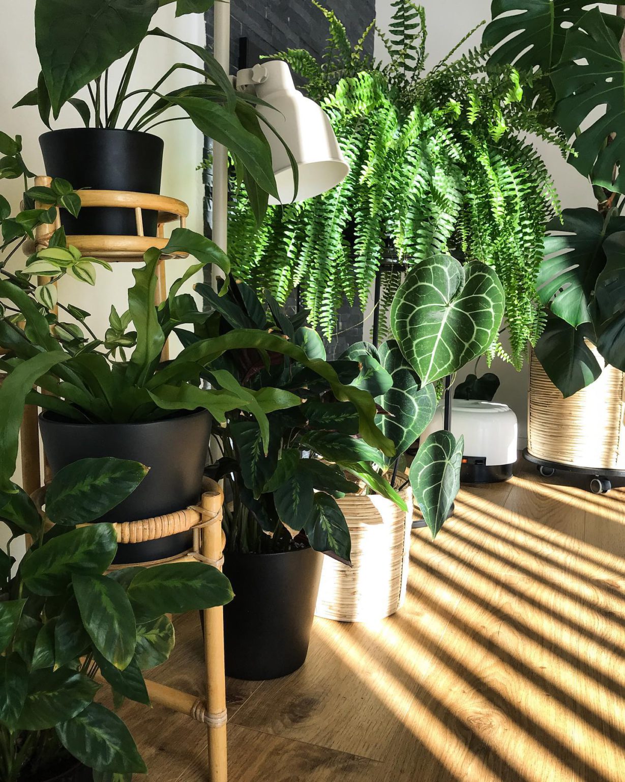 22 Stunning Air-Purifying Plant Clusters for Your Home - Plant Style Haven