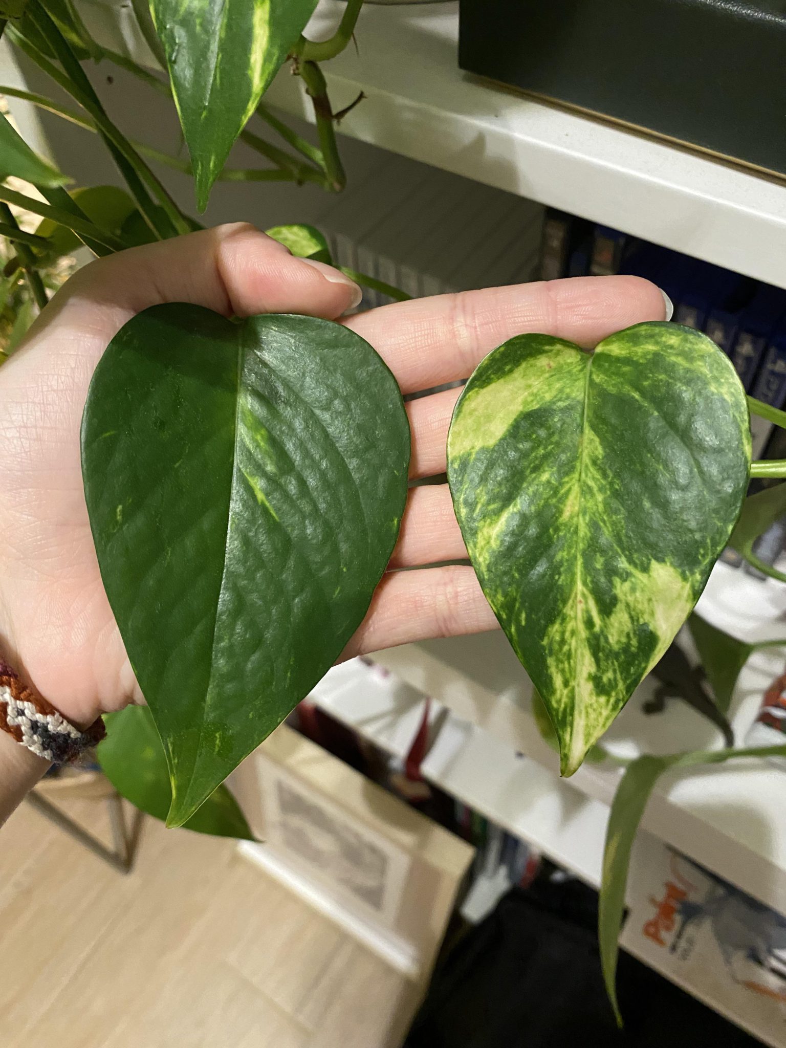 Transform Your Space with 23 Variegated Leaf Plants - Plant Style Haven